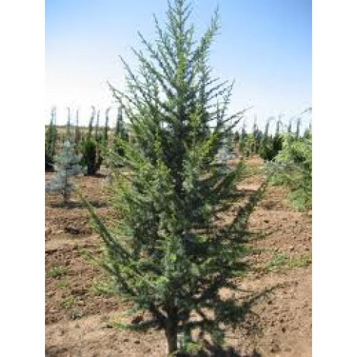 ATLAS SEDİRİ FİDANI